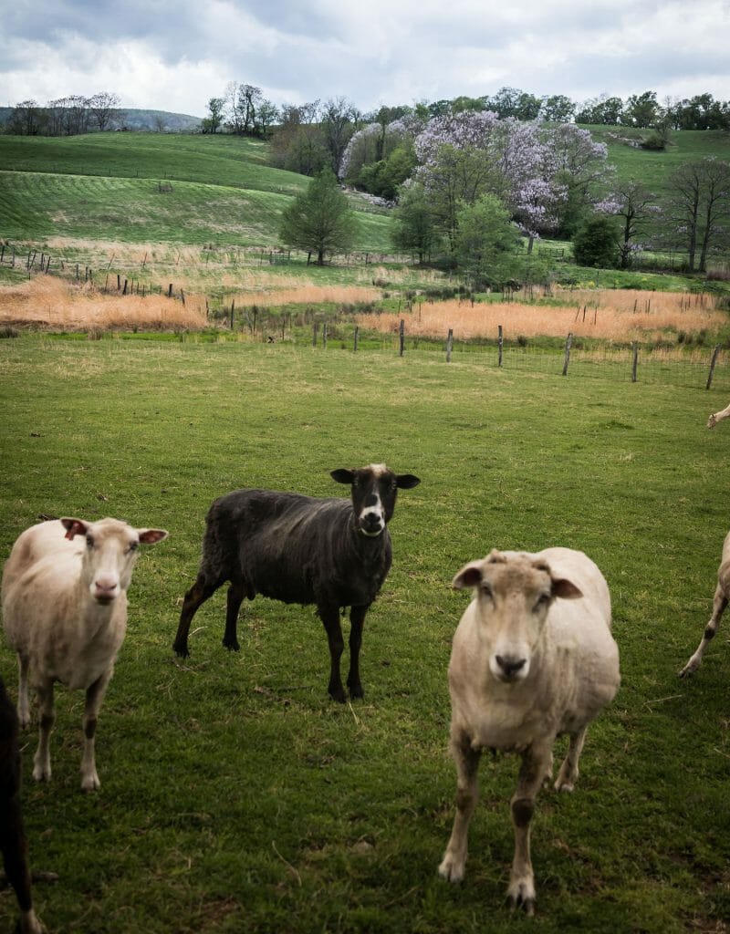 Valley View Farm: Cider, Wine, Orchard, Market, and More!
